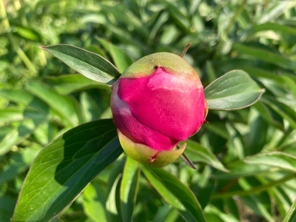 Felix Supreme – North Pole Peonies